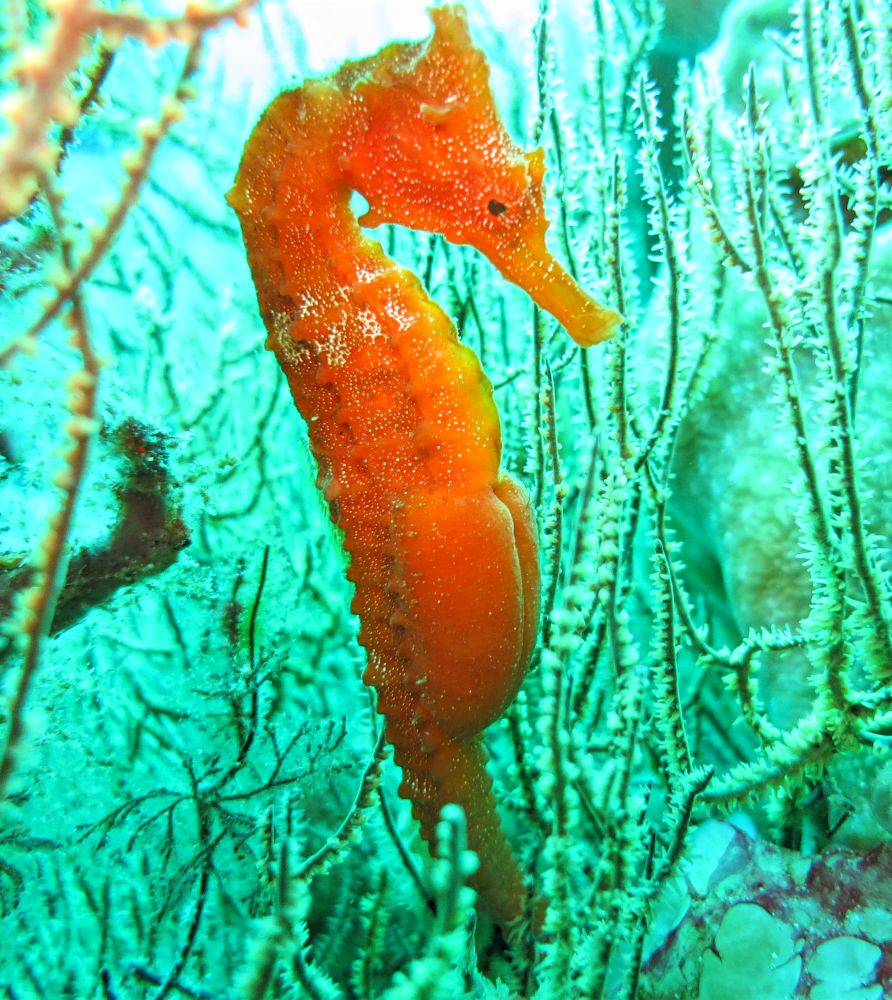 orange Pacific seahorse - Academy Bay Diving