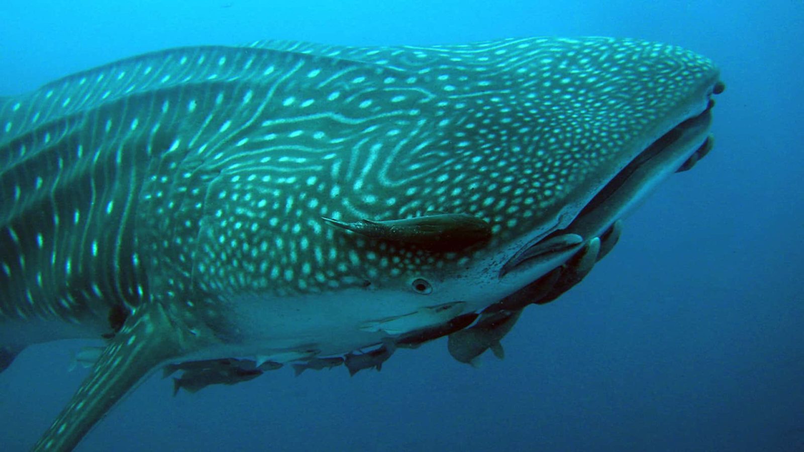 Diving with Gentle Giants: Whale Sharks in the Galapagos Islands ...